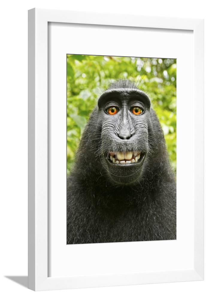 Monkey Selfie Framed Print Wall Art by David Slater Sold by Art.Com ...