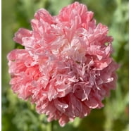 100 Hens and Chicks Poppy Flower Seeds for Planting - Rare Strain ...
