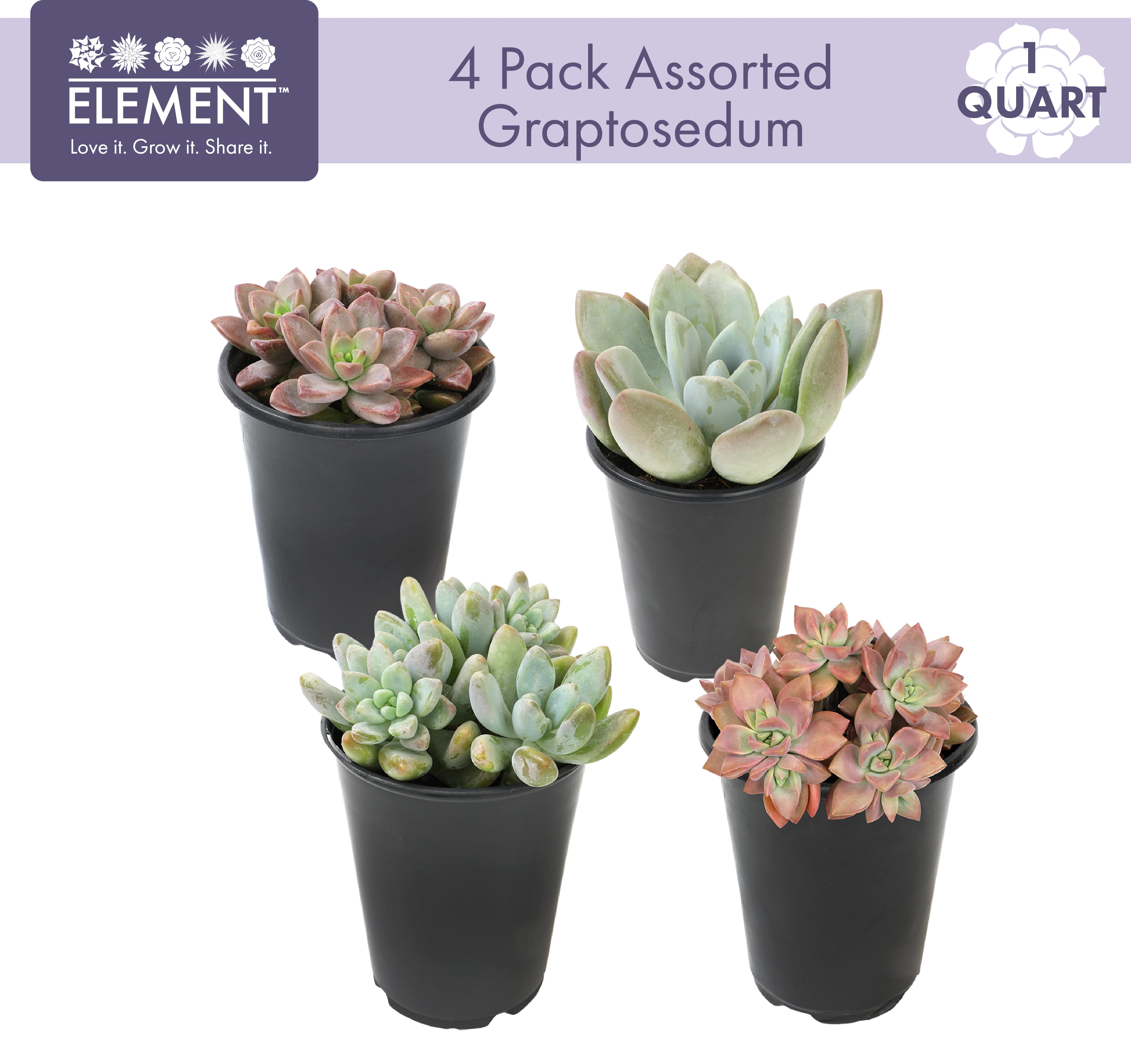 Element by Altman Plants 4 pack of 1 Quart Asst Hybrid Succulents ...