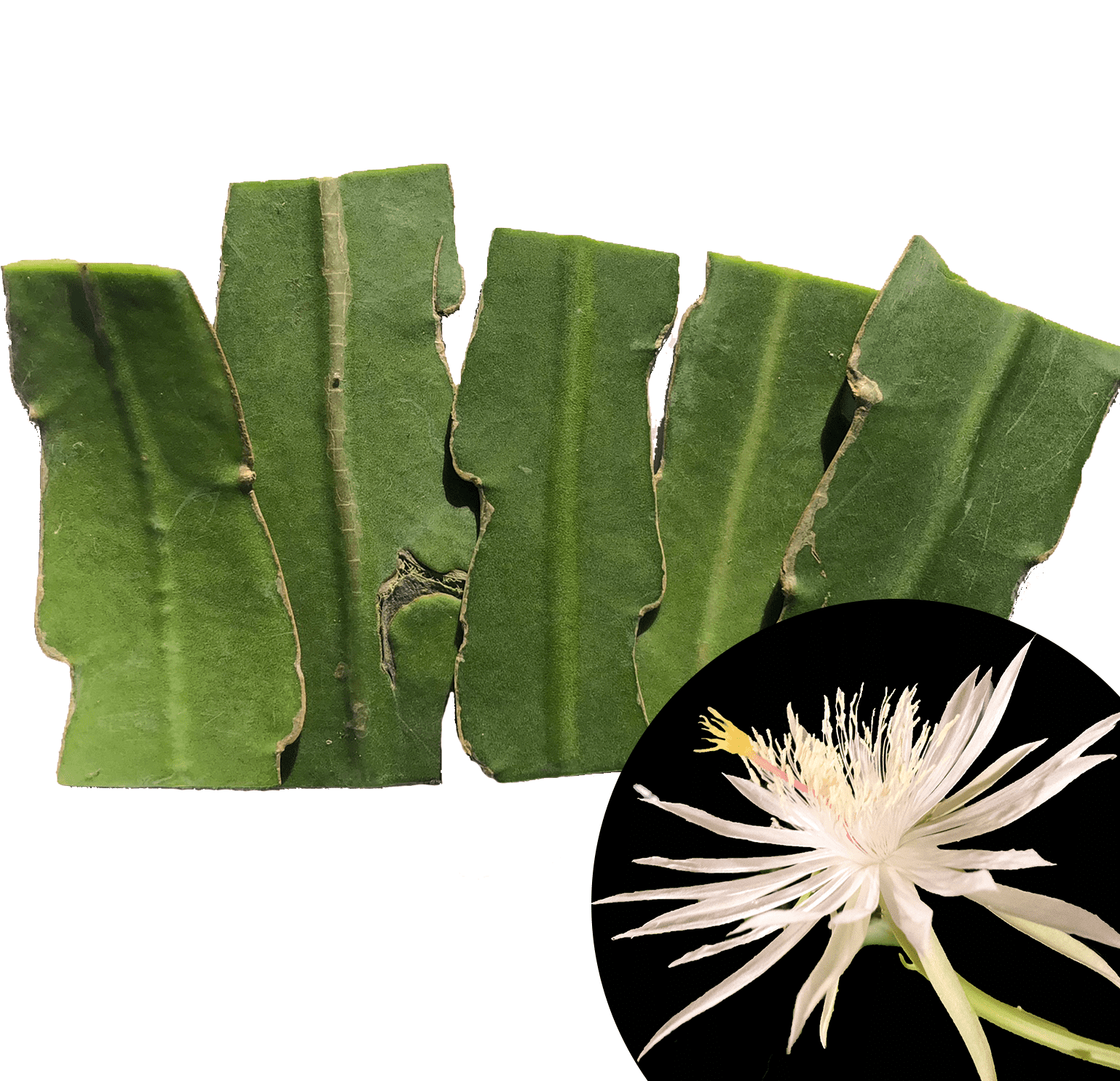 Organic Queen of The Night Plant Cuttings, (Epiphyllum oxypetalum) 5 ...