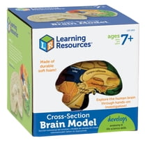 Learning Resources Brain Anatomy Model, Plastic, 31 Pieces - Walmart.com