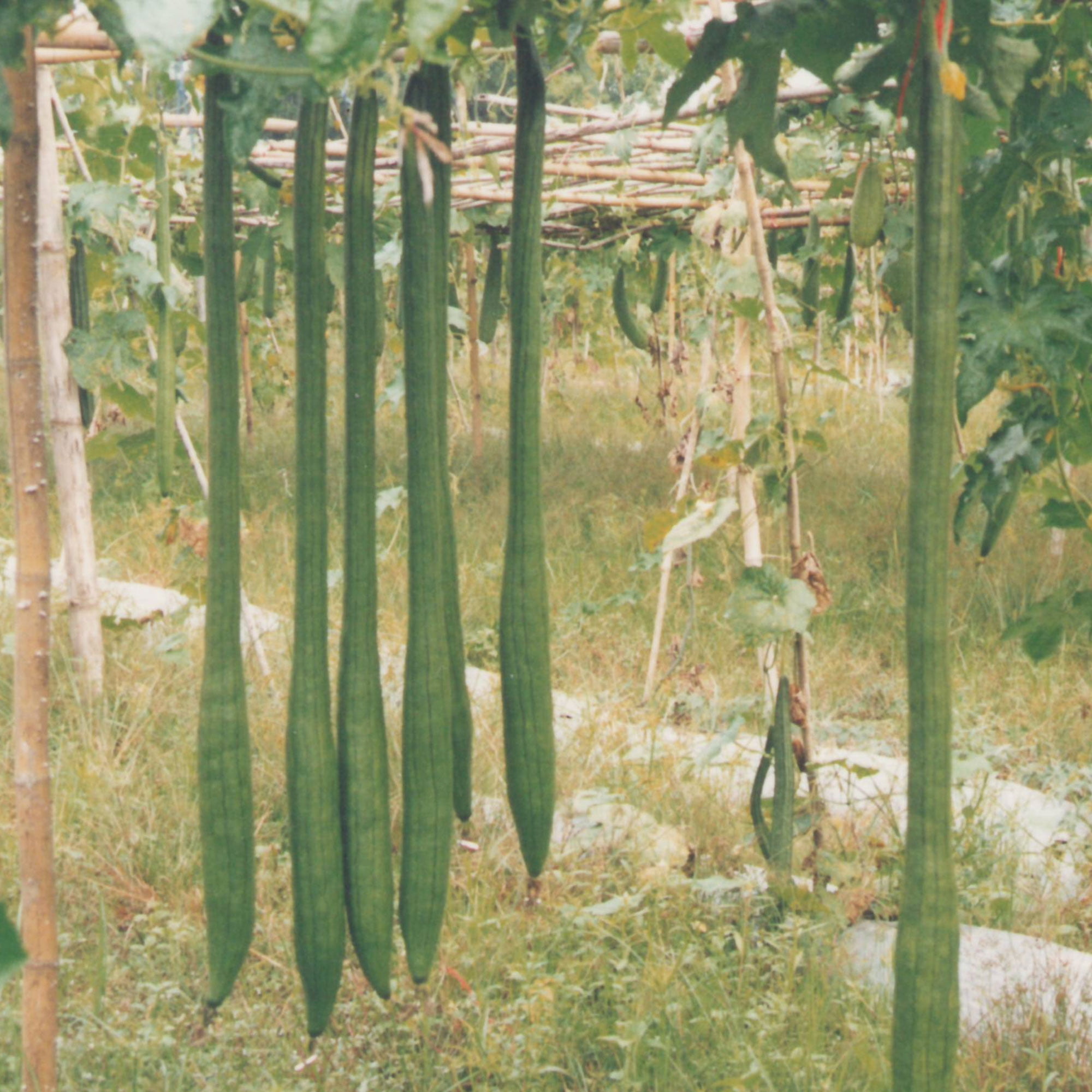 Gourd Seeds - Extra Long - 3 g Packet ~15 Seeds - Non-GMO, Heirloom ...