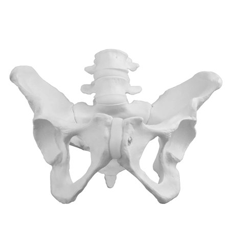 E08250 Female Pelvis with 4th & 5th Vertebrae | Extremely Accurate and ...