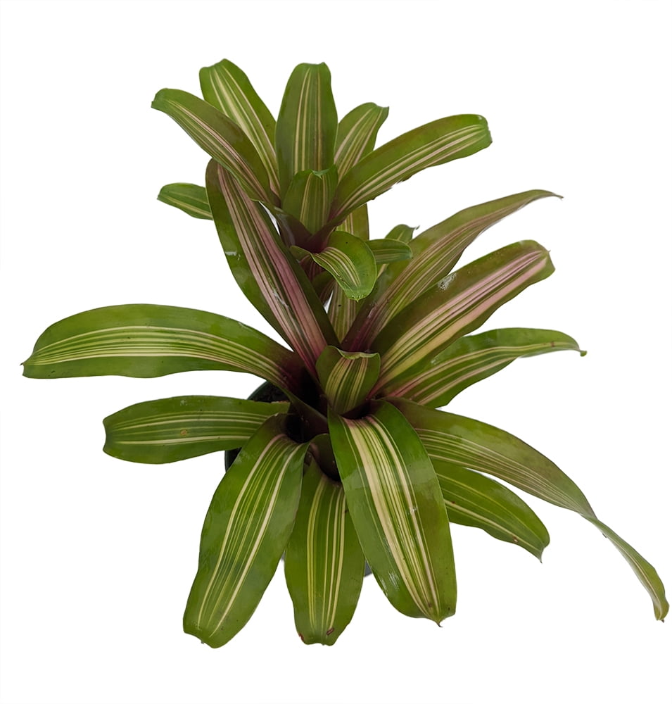 Zoe Vase Plant - Great Houseplant - 4" Pot - Neoregelia - Walmart.com