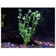 Barbara Bilotta 10 Species Freshwater Aquarium Plants, Java Fern ...