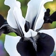 Iris for Planting-(Non-Artificial)-Beginner-Friendly Cultivation, Rapid ...
