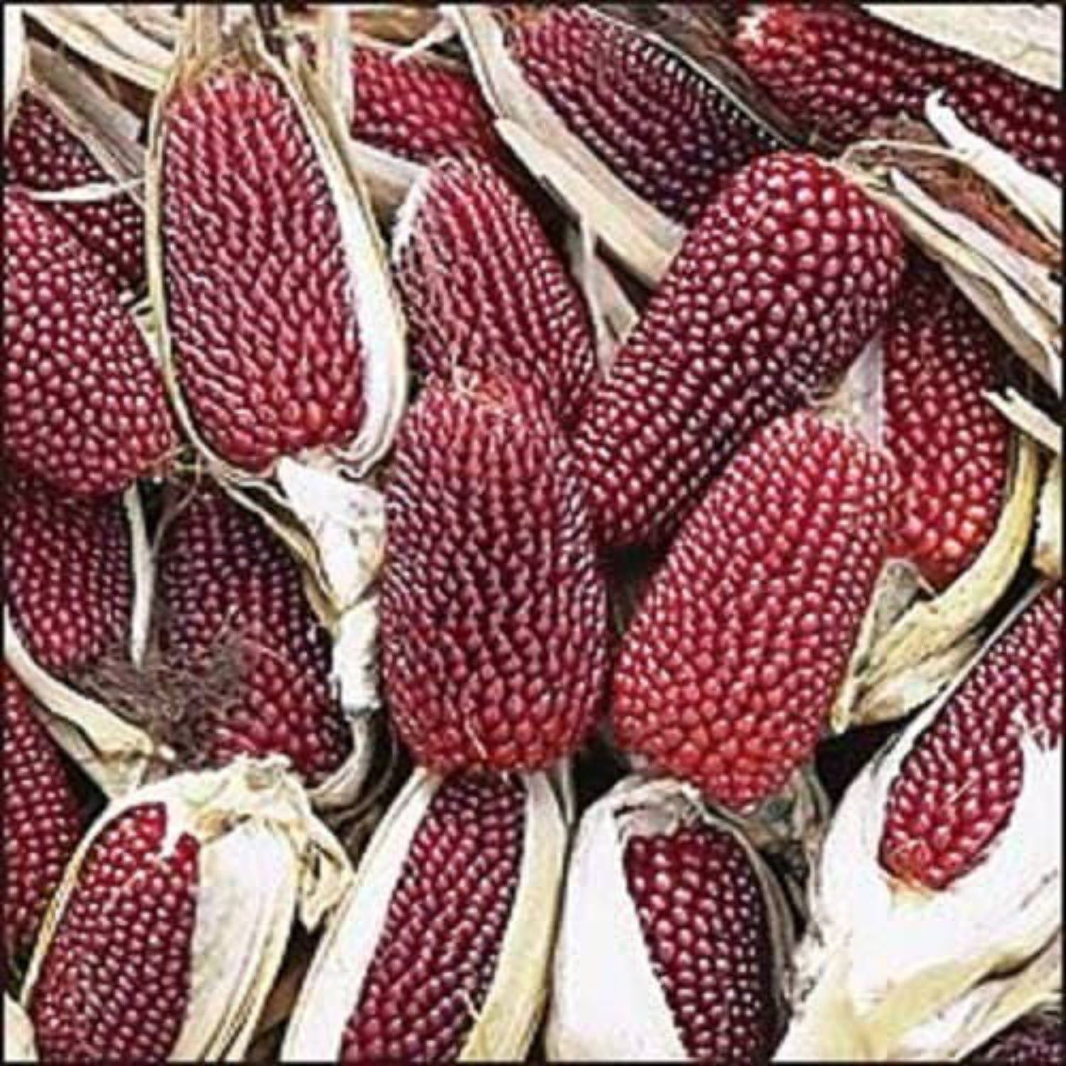 Click here for Seedville Usa 150 Red Strawberry Popcorn Corn Zea... prices