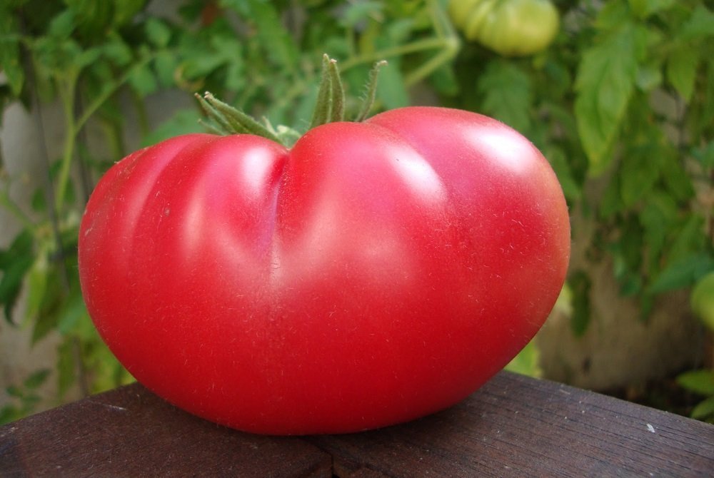 Mortgage Lifter Tomato Large Well Shaped Fruit 2 5 Pot Walmart mortgage-lifter-tomato-large-well-shaped-fruit-2-5-pot-walmart