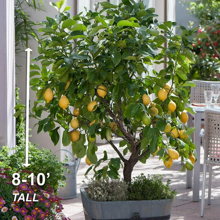 Dwarf Lemon Tree
