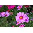 300 GLORIA COSMOS Bipinnatus 2-Tone Pink Fast Growing Flower Seeds ...
