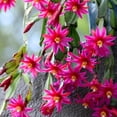 2 Pink Easter Cactus Plants Live, Christmas Cactus Thanksgiving Cactus ...