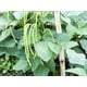 100 LADY COWPEA Cow Pea Southern Pea Vigna Unguiculata Legume White ...