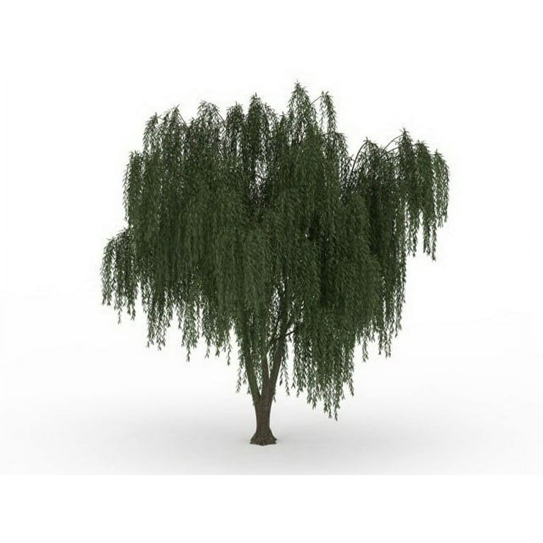 Dwarf Weeping Willow