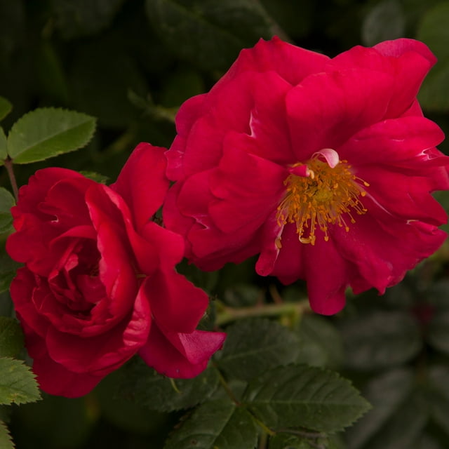 Heirloom Roses Rose Bush Red - Henry Kelsey Hardy Rose - Live Plant For ...