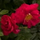 Heirloom Roses Rose Bush Red - Henry Kelsey Hardy Rose - Live Plant For ...