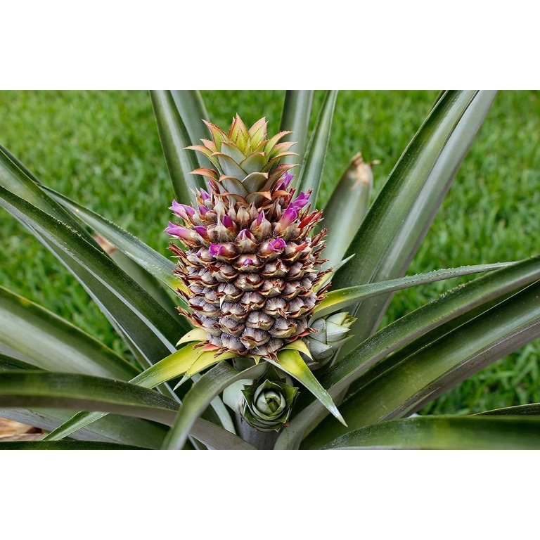 Pineapple Fruit Tree