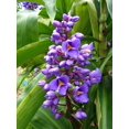 Blue Ginger Dichorisandra Thyrsiflora Flower Plant Bulb Root 1 Pack (2 ...