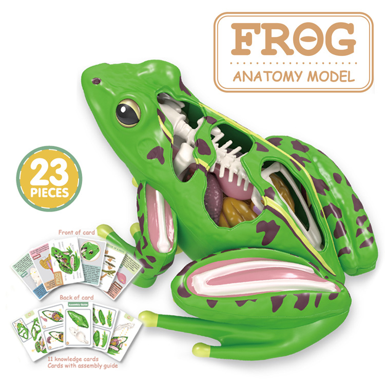 Dissect It Rattlesnake Super Lab Frog Anatomy Educational Model ...