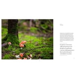 The Hidden Life of Trees: A Visual Journey into Forest Ecosystems ...