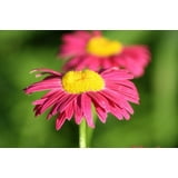 Robinson's Painted Daisy Chrysanthemum Flower Seeds, 100 Mixed Colors ...