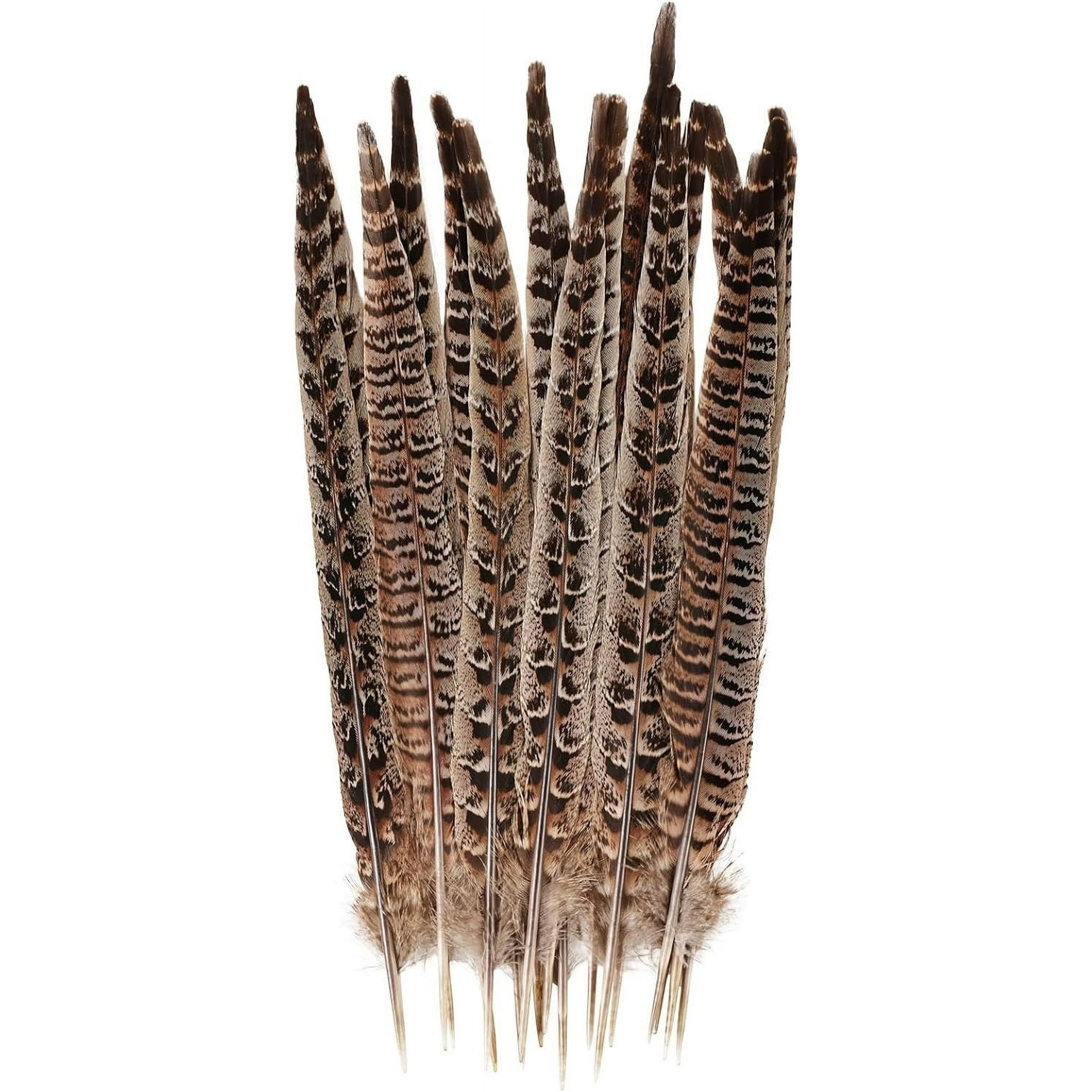 Click here for Egnmcr Natural Feathers Female Ringneck Pheasant T... prices