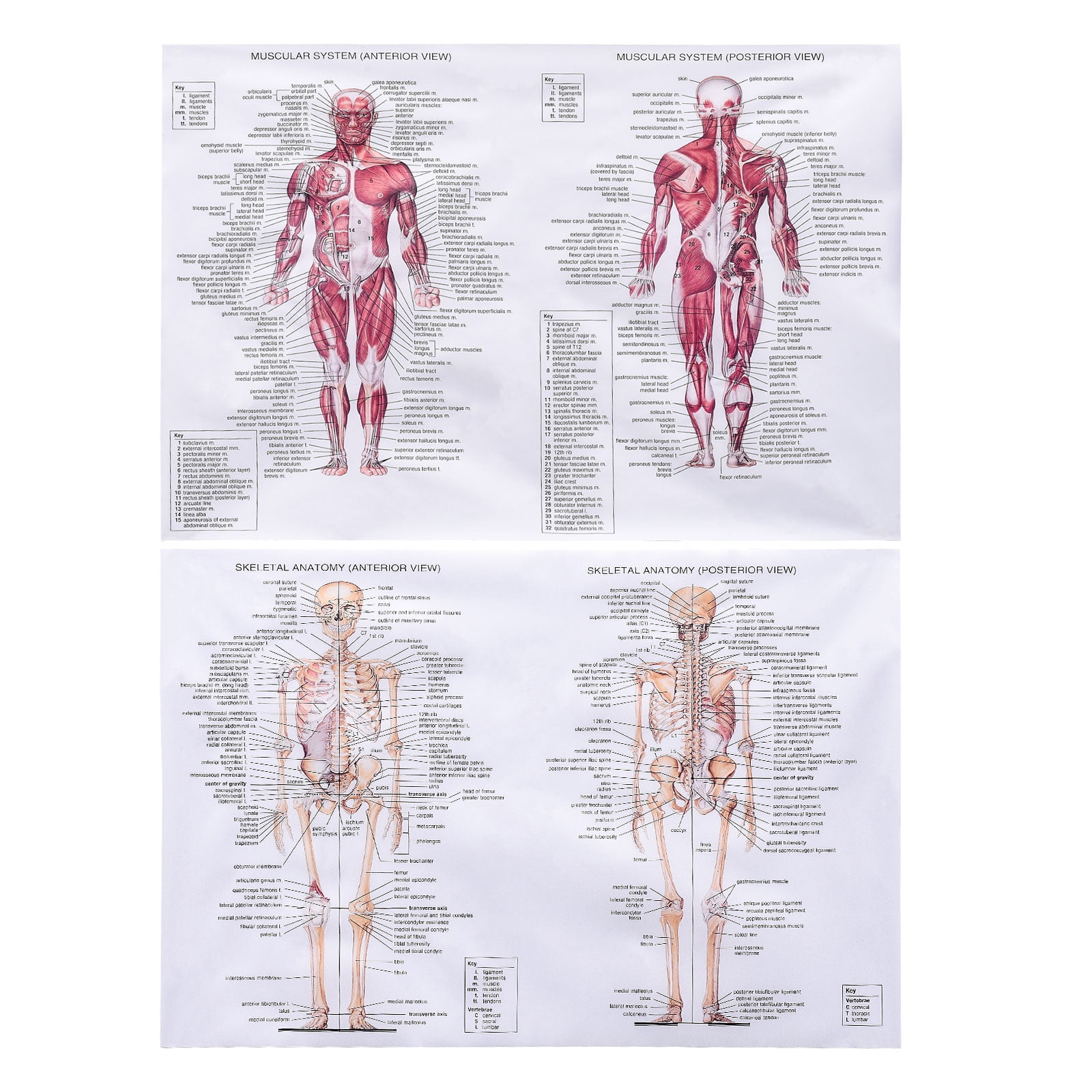 Skeletal Muscle Labeled