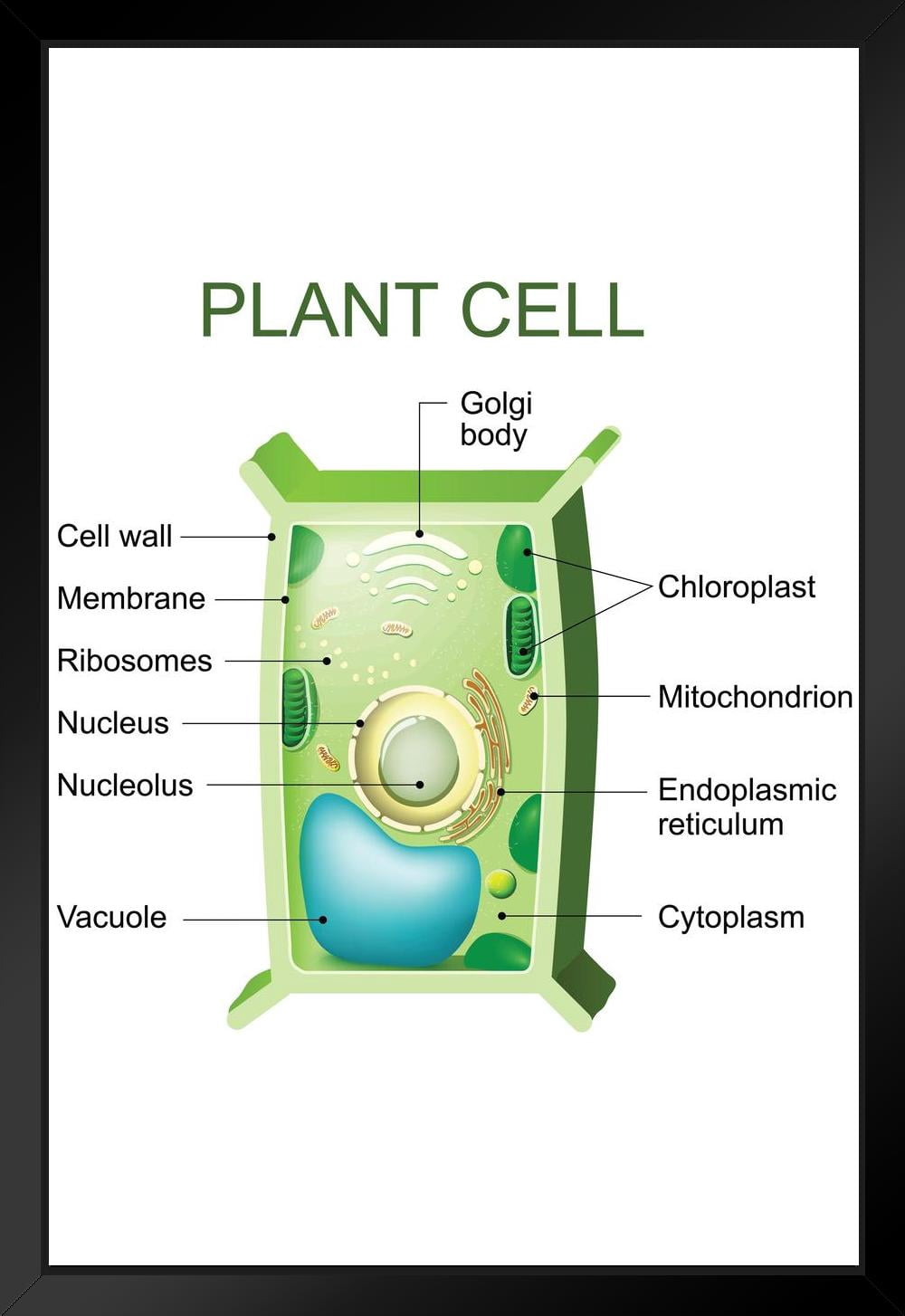Plant Cell Anatomy Labeled Chart Diagram Science Biology Reference Lab ...