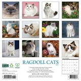 2025 Willow Creek Press Monthly Wall Calendar, 12" x 12" , Ragdoll Cats, January 2025 to ...