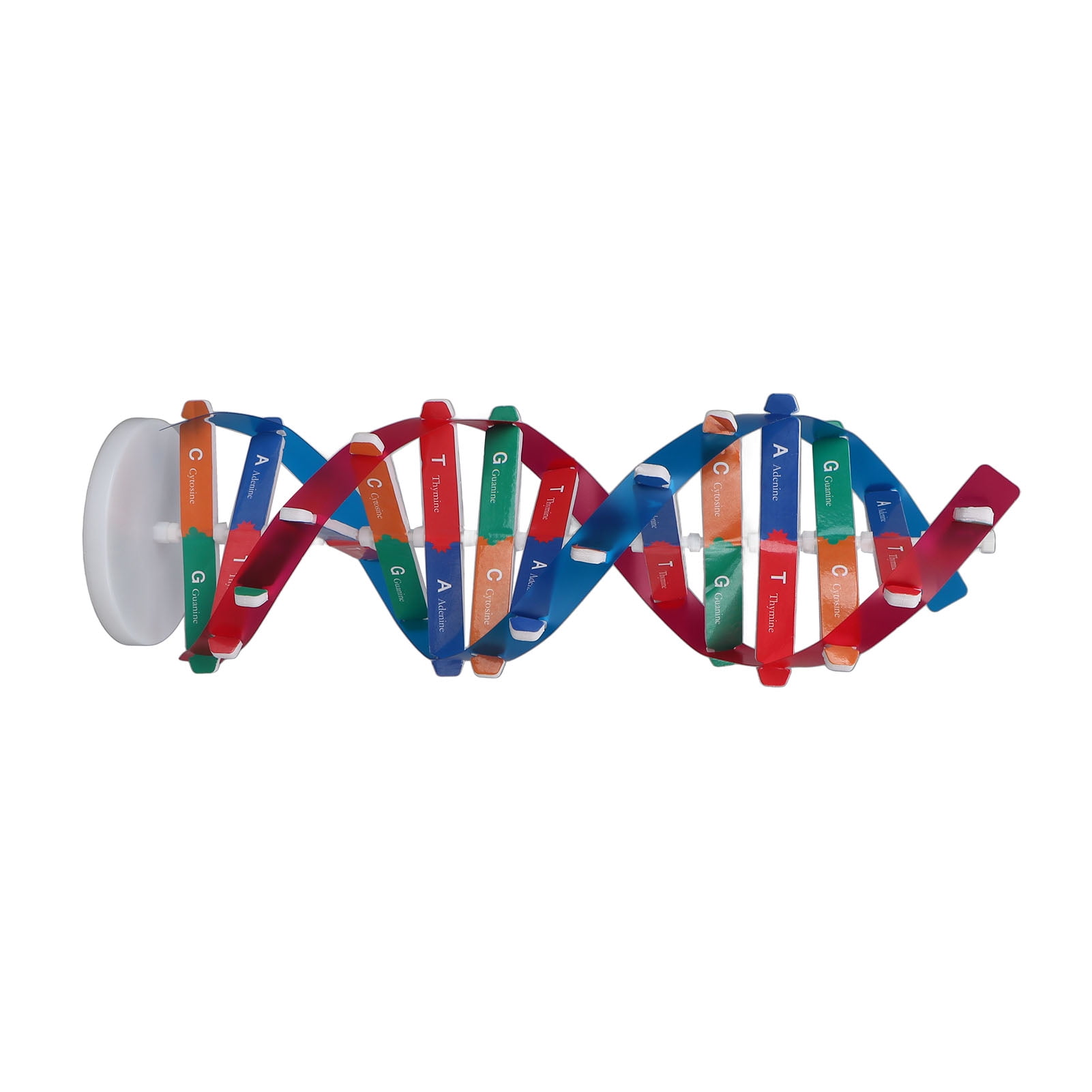 Dna Diagram For Kids