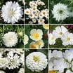 10 White Bloodroot Sanguinaria Canadensis Shade Ground Cover Flower ...
