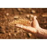 Wheat Cover Crop Seeds - Non-GMO Winter Wheat - Deer & Turkey Food Plot ...