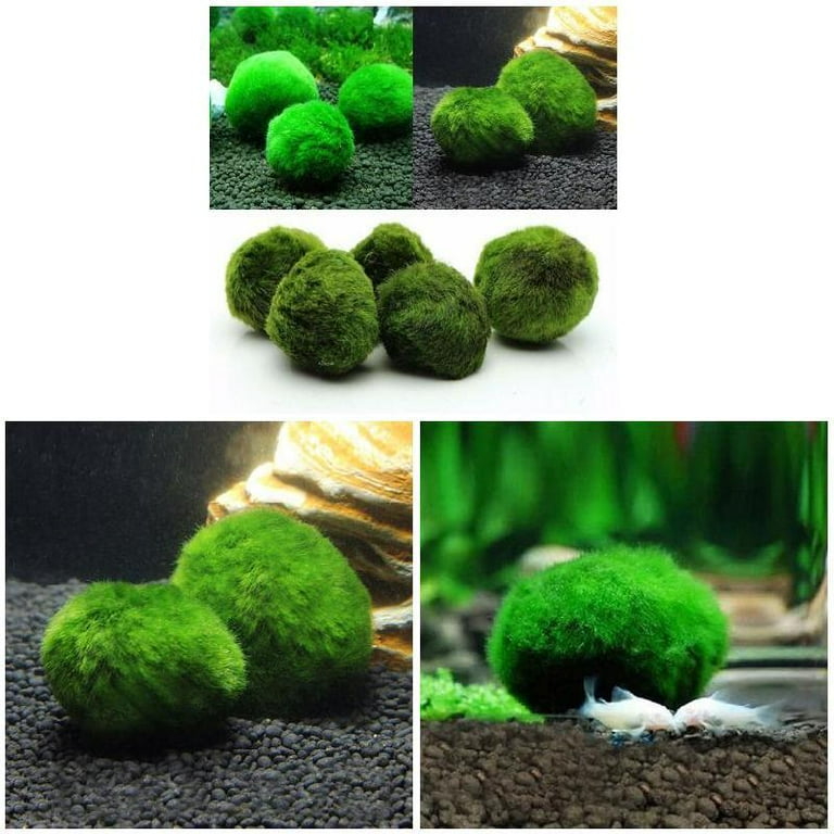 Marimo With Fish