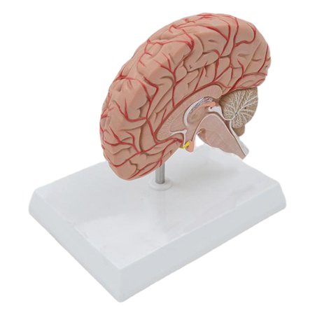 Human Brain Model Human Body Model Human Brain Anatomy for Education ...