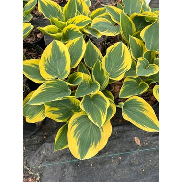 3 First Frost Hosta Bareroot Plants - Walmart.com
