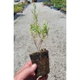 Mini Blues Blueberry Bush, Live Starter Plant, 5-6' Tall, Full Sun ...