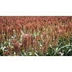 50 MENNONITE SORGHUM Sugar Cane Sorghum Bicolor Grain Vegetable Seeds ...