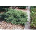 Juniper Nicks Compacta - 20 Live Plants - Juniperus Chinensis - Drought ...
