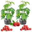 6 barerot plant Joan J Thornless Everbearing Red Raspberry -Huge 2 Yr ...