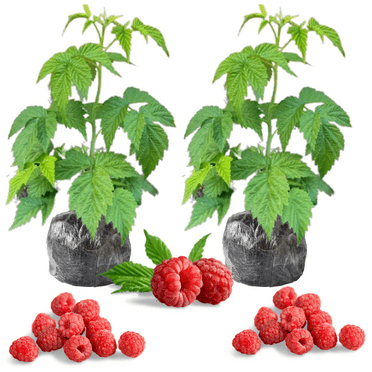6 barerot plant Joan J Thornless Everbearing Red Raspberry -Huge 2 Yr ...