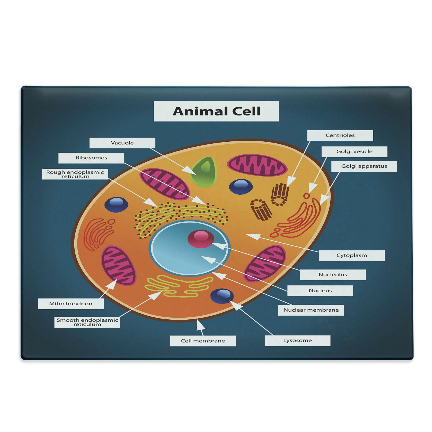Science Cutting Board, Science at Cell of an Animal Colorful Display ...