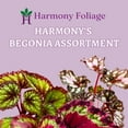 Begonia Rex Assortment, in 2 inch pots, Set of 3, Tiny Mini Pixie Plant ...