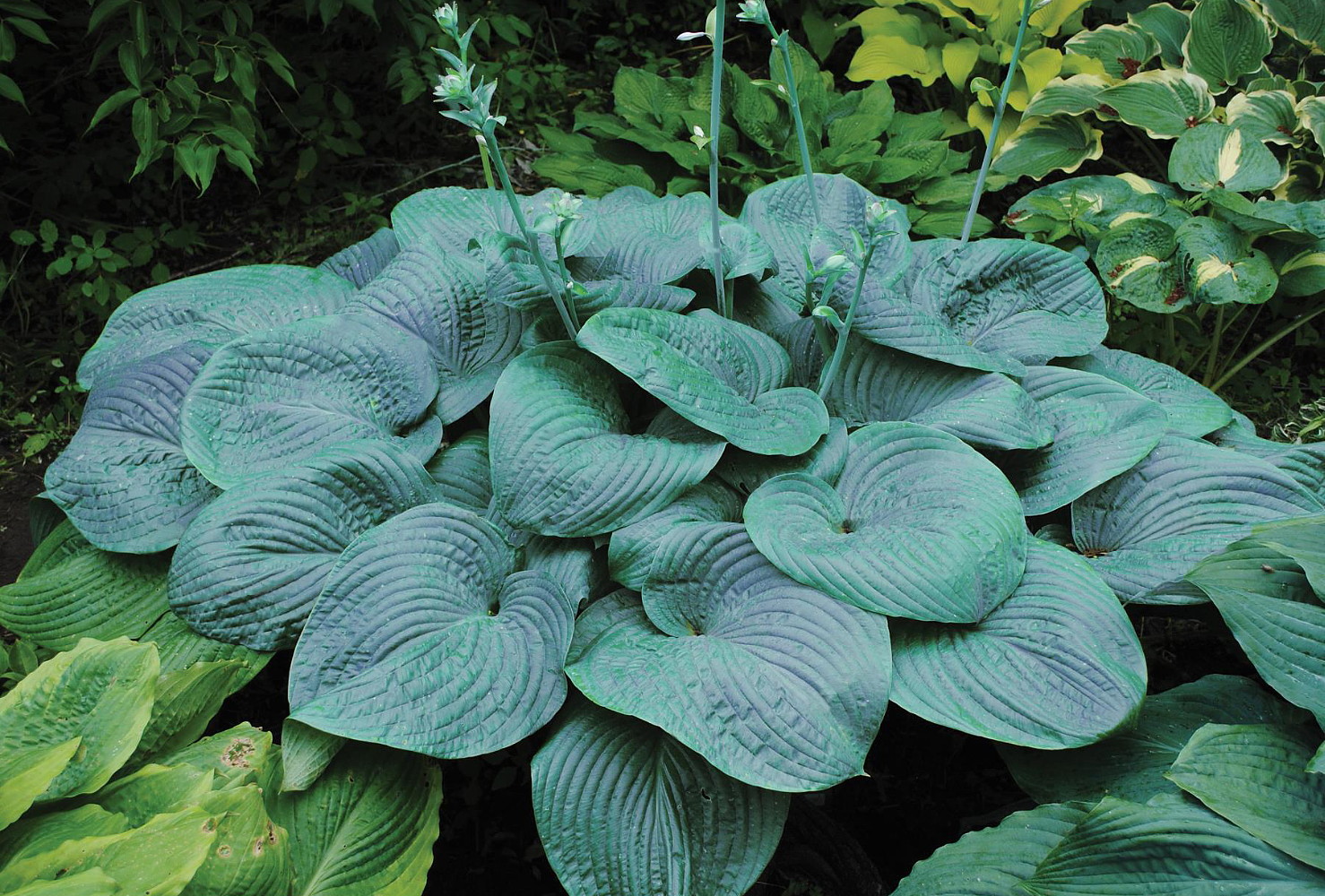 Humpback Whale Hosta - Mammoth Blue Leaves - Gallon Pot - Live Plant ...