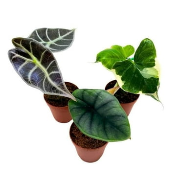 Alocasia Ninja, 2 inch Rare Alocasia Black Velvet Ninja Starter Tiny ...