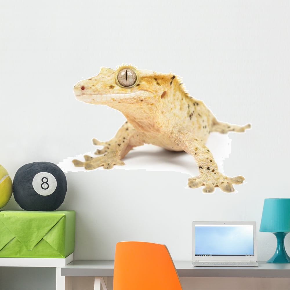 Crested Gecko White Wall Mural by Wallmonkeys Peel and Stick Graphic ...