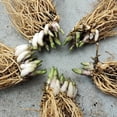 Colorful Hosta Garden Stake – Premium Ornamental Yard Decoration ...