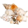 Shell Vase Filler | Imperfect Seashells Mixed Beach Seashells B Quality ...