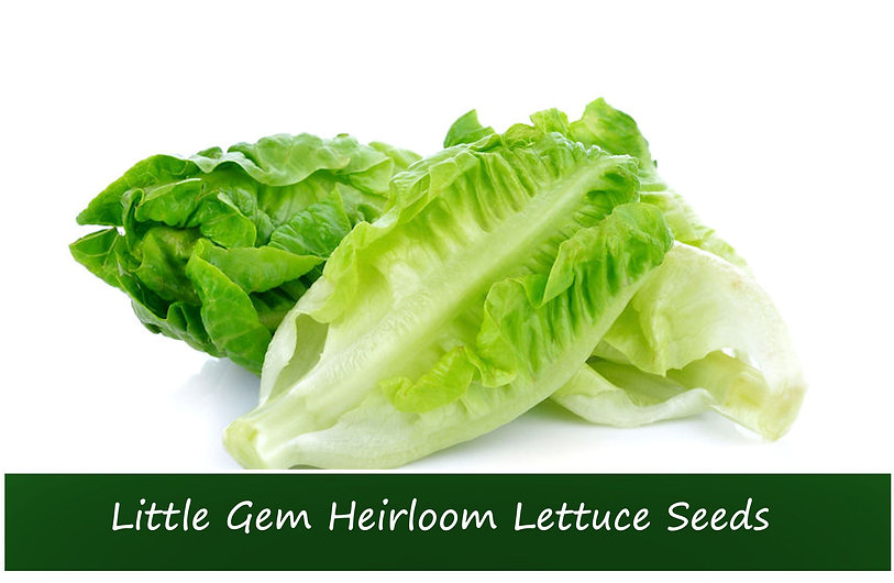 Vegetable Seeds- Little Gem Lettuce- 500 Seeds--Old English Heirloom ...