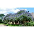 Chaste Tree 10 Live Plants Texas Lilac Shoal Creek Vitex Agnus Castus ...