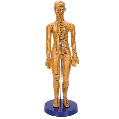 Male Body Acupuncture Model,Female Male Human Body Body Acupuncture ...