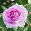 John F. Kennedy Fragrant Hybrid Tea Rose, Live Outside Plant, Includes ...